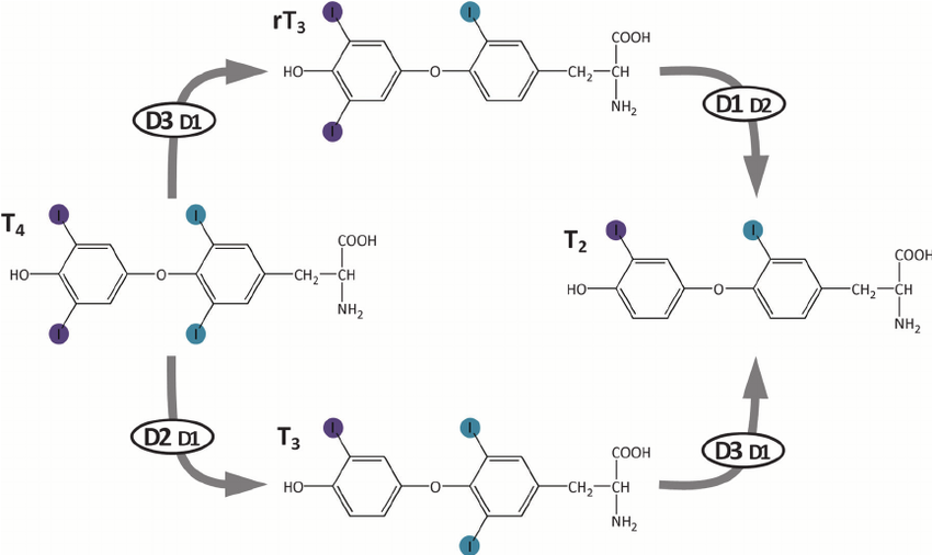 3,5-Diiodo-L-thyronine (T2) Has Selective Thyromimetic Effects In Vivo ...